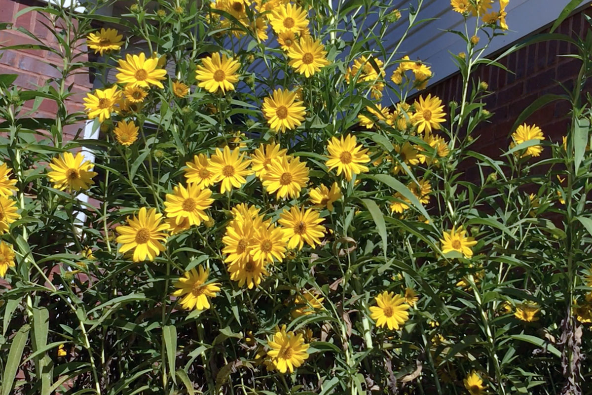 5 Pictures of Things I Love—October 2020