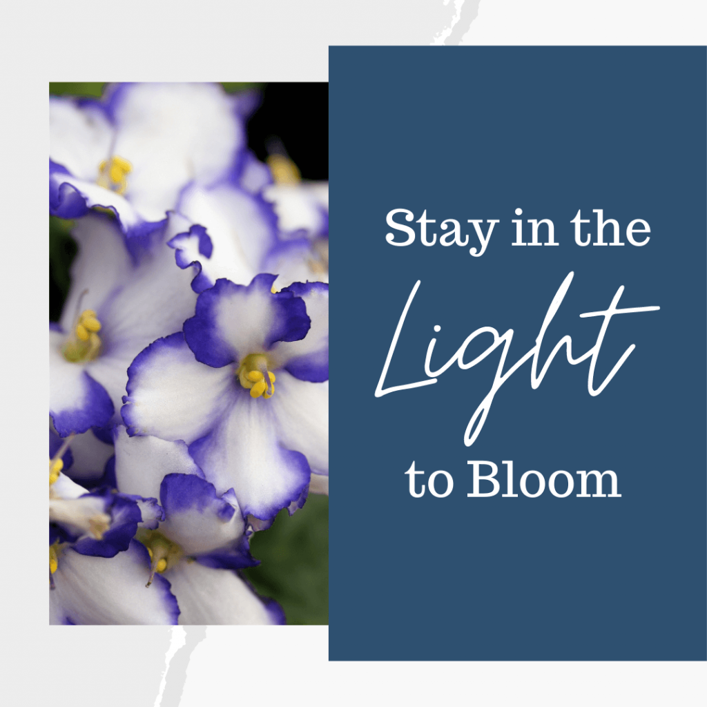 Stay in the Light to Bloom