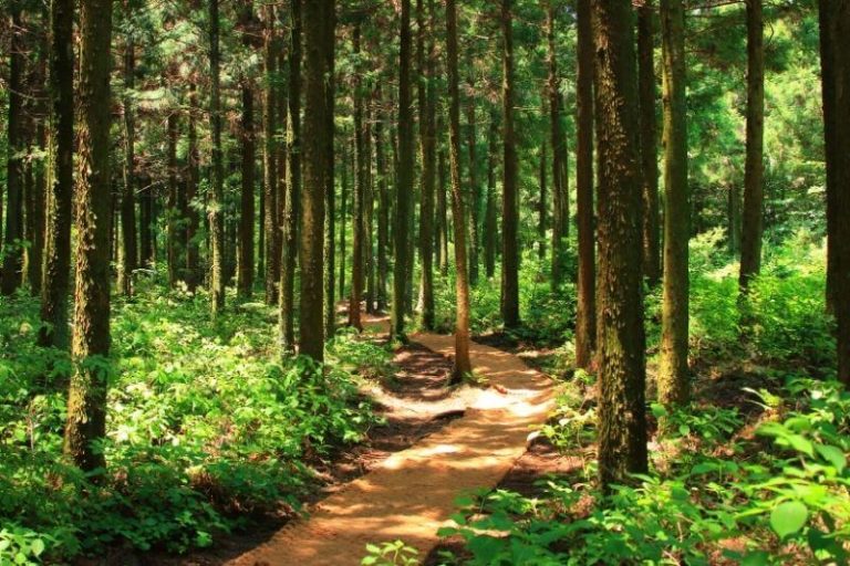 How to Cope with Climate Anxiety | A Book to Help You Breathe Again